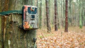 Quelle est la Meilleure Caméra Animaux (nature, chasse) ? Comparatif